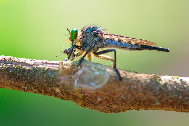 Close Up Flies Eating Small Insects in Forrest Stock Photo - Image of ...