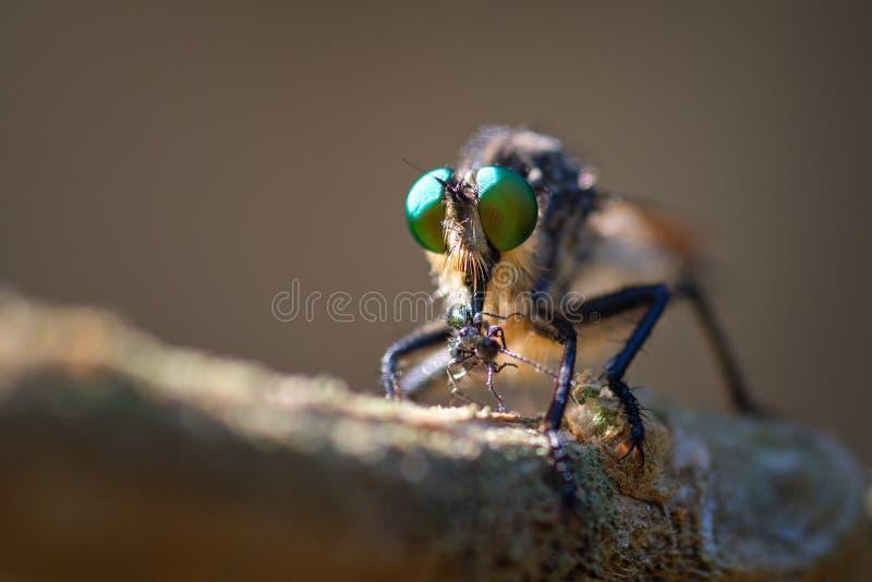 Close Up Flies Eating Small Insects in Forrest Stock Photo - Image of ...
