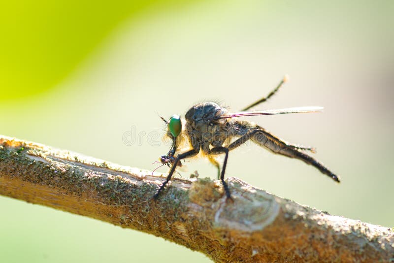 Close Up Flies Eating Small Insects in Forrest Stock Photo - Image of ...