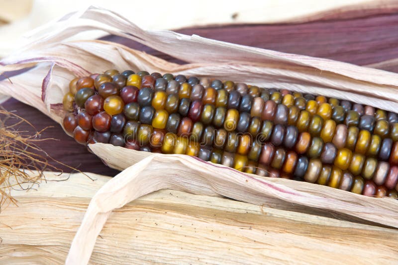 Close Up of Flint, Indian Corn in the Husks One Ear with Husk Pulled ...