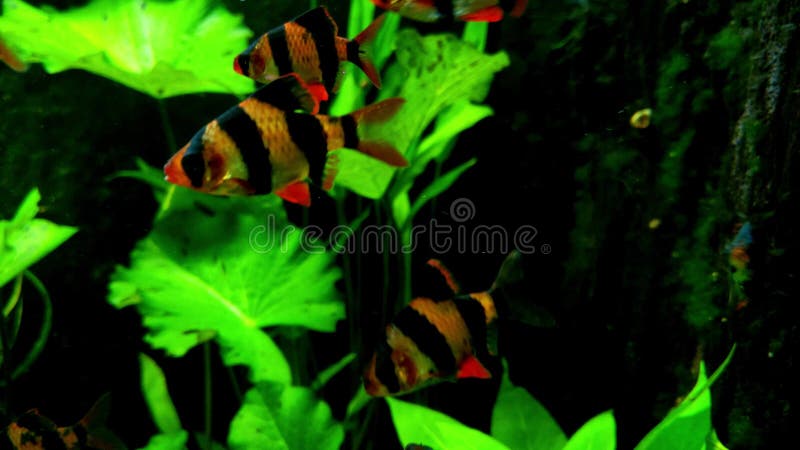 Close-up on Floating Small Fish in the Water Stock Footage - Video of ...