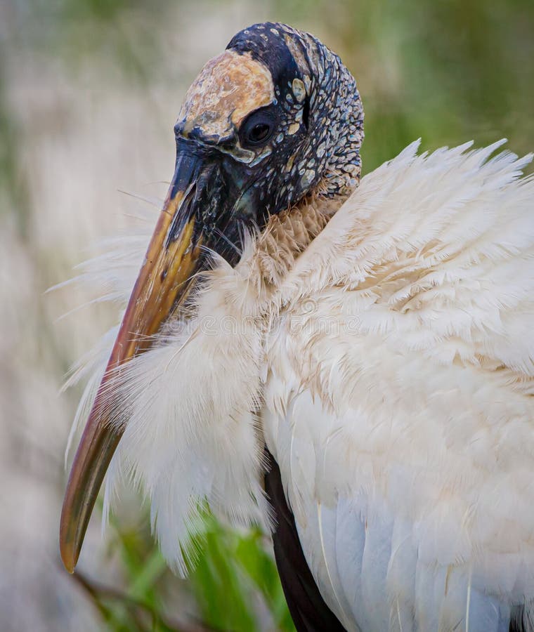 Close Up of the Florida White Wood Stork Stock Image - Image of wood ...