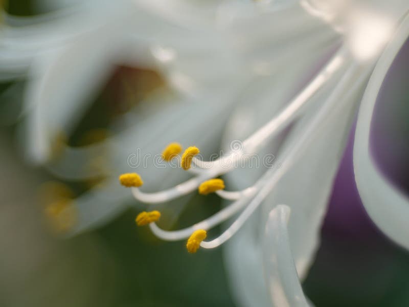 Close Up Flower for Background. Stock Photo - Image of tropical ...