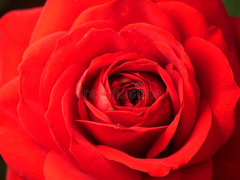 Close Up Flower for Background. Stock Image - Image of flowers ...