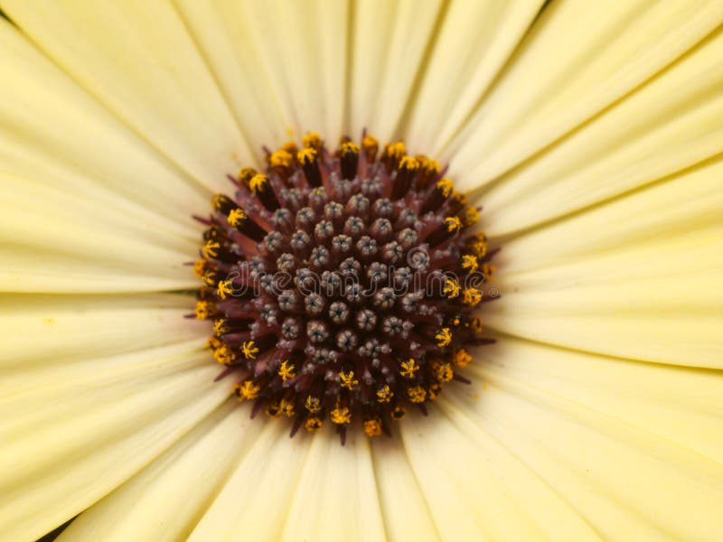 Close Up Flower for Background. Stock Image - Image of outdoors, season ...