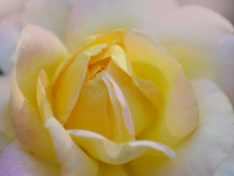 Close Up Flower for Background. Stock Image - Image of plants, nature ...