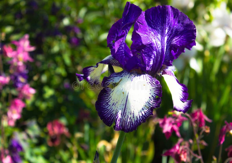 Close-up of a Flower of Bearded Iris Iris Germanica. Flower Be Stock ...