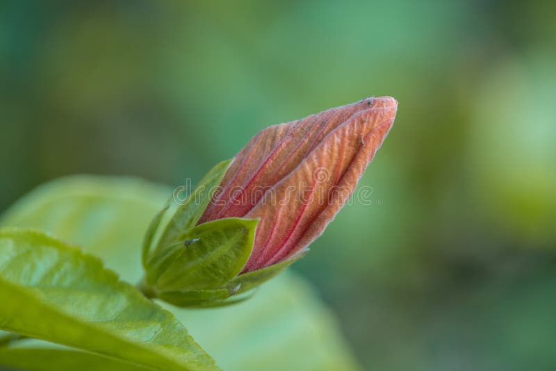 Close Up of a Flower Bud Opening, Green Background Stock Photo - Image ...