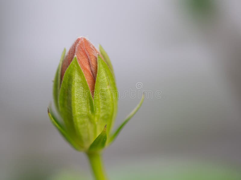 Close Up of a Flower Bud Opening, Grey Background Stock Photo - Image ...