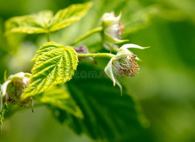 Close-up of Flower Buds on Raspberries. Stock Photo - Image of branch ...