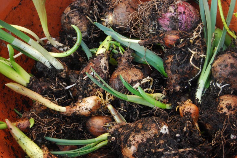 Close Up of Flower Bulbs with Shoots Stock Photo - Image of garden ...