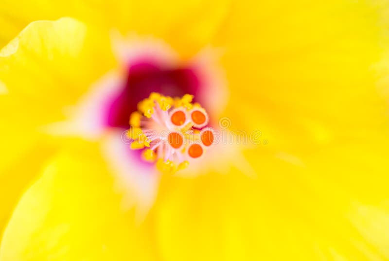 Close up of flower carpel. stock image. Image of floral - 84712029