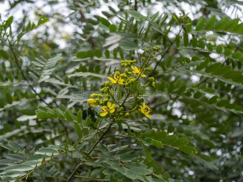 Close Up Flower of Cassod Tree or Senna Siamea Stock Image - Image of ...