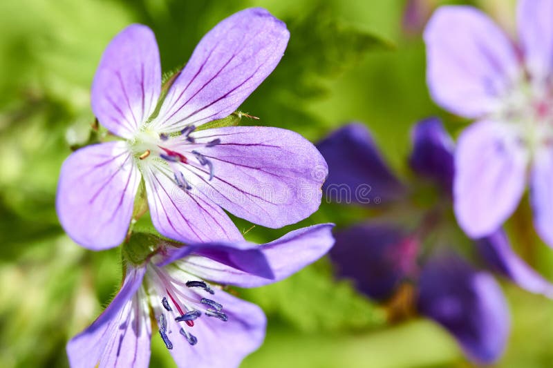 Wild Geranium by the Wayside Stock Photo - Image of natural, botany ...
