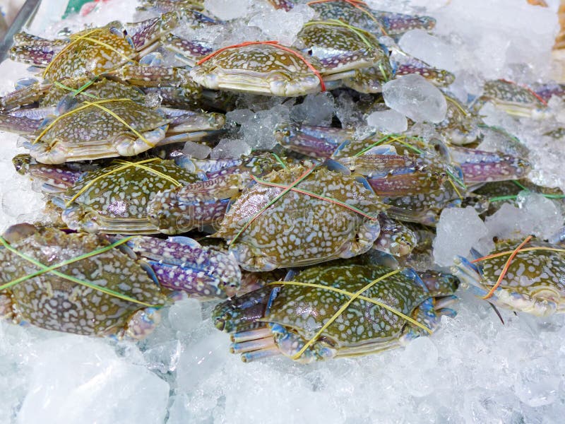 Crab Claw flower stock photo. Image of tropical, beautiful - 19136884
