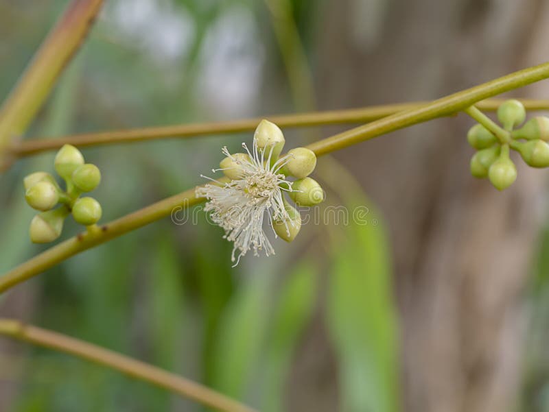 Close Up Flower of Eucalyptus Tree Stock Image - Image of material ...