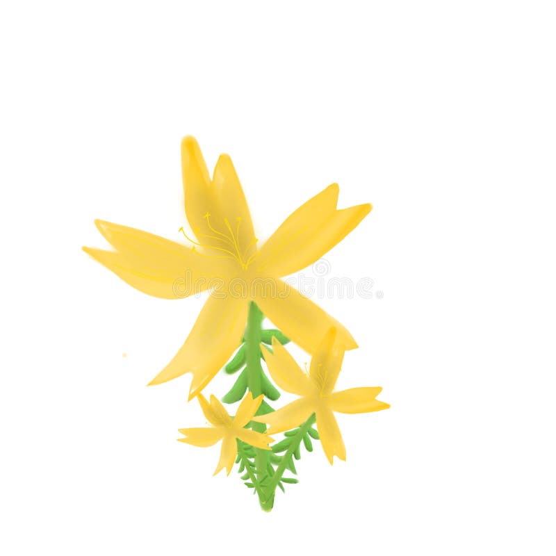 A Close Up of a St. John S Wort Flower Illustration Stock Illustration ...