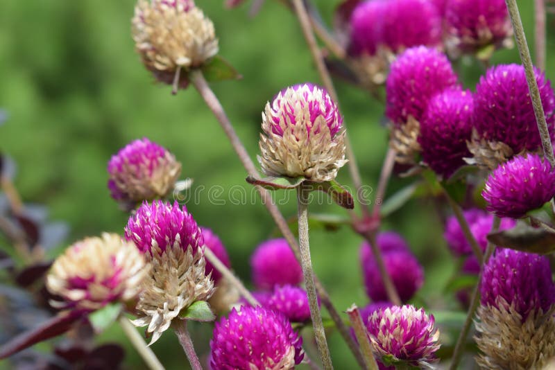 Rainbow Flower Kancing in the Park Stock Photo - Image of flower ...