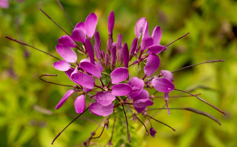 Close-up of a Flower that Look Like a Firework Stock Image - Image of ...