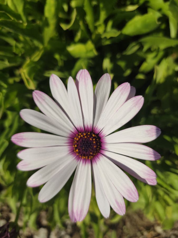 Close Up Flower, Middle Purple and White Leaves Stock Photo - Image of ...