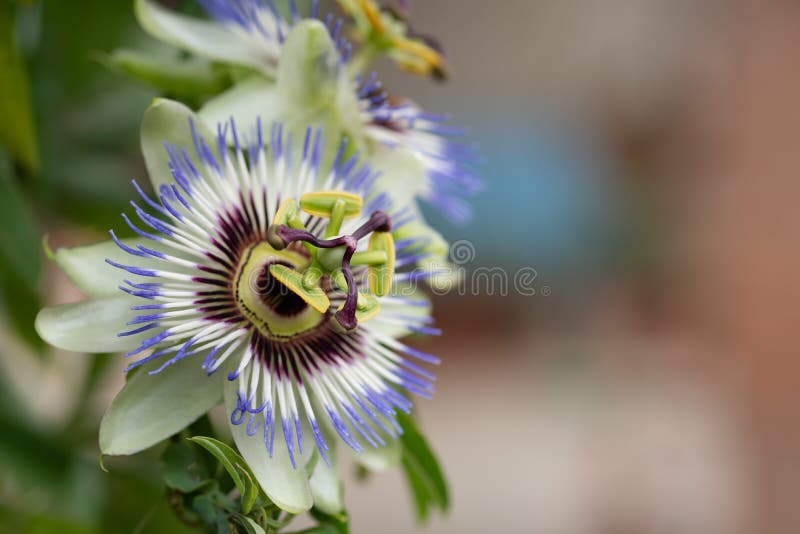 Close-up of the Flower of Passiflora Edulis or Passion Flower Stock ...