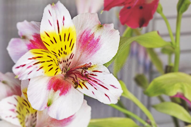 Close-up of a Flower of Pink Peruvian Lily or Alstroemeria. Stock Photo ...