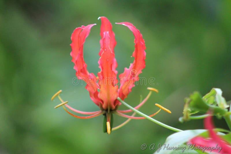 Close Up Flower Side Profile Stock Image - Image of flower, close ...