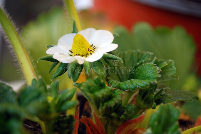 Close Up of the Flower of a Strawberry Plant Stock Photo - Image of ...