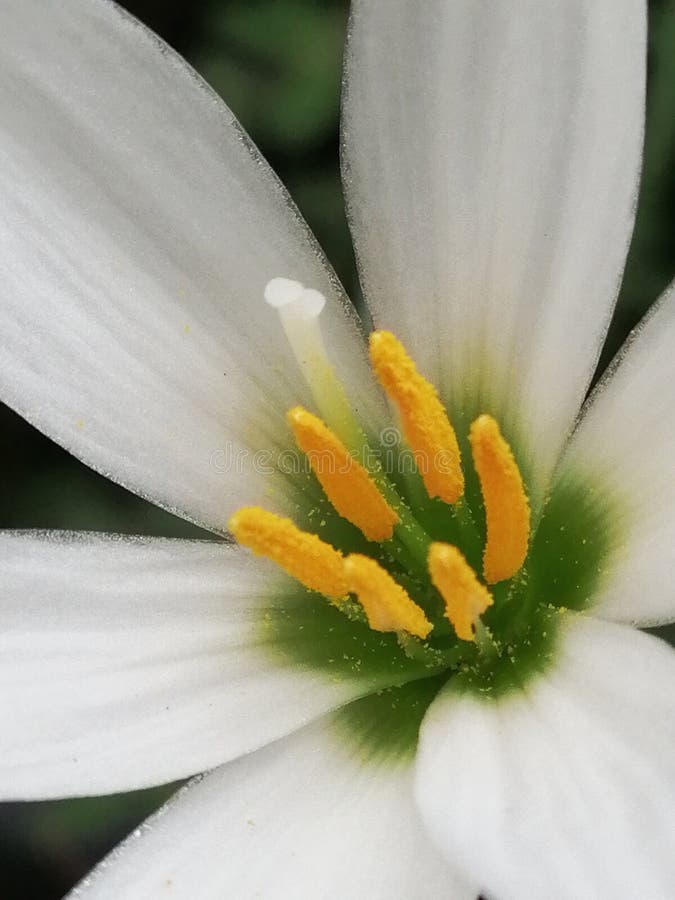 Close Up Flower with Yellow Pollen Stock Photo - Image of tropical ...