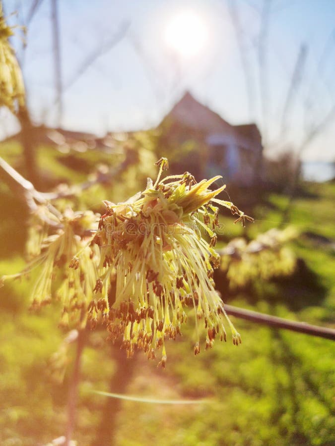 Close Up of the Flowering Acer Negundo, Box Elder, Boxelder Maple, Ash ...