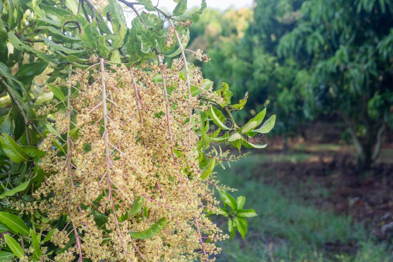 Close Up of a Flowering Agriculture Mango Grove. Stock Image - Image of ...