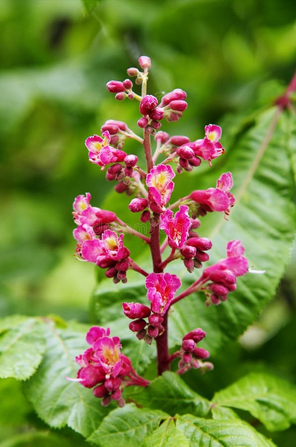 Chestnut flowers stock photo. Image of close, detail - 182491146