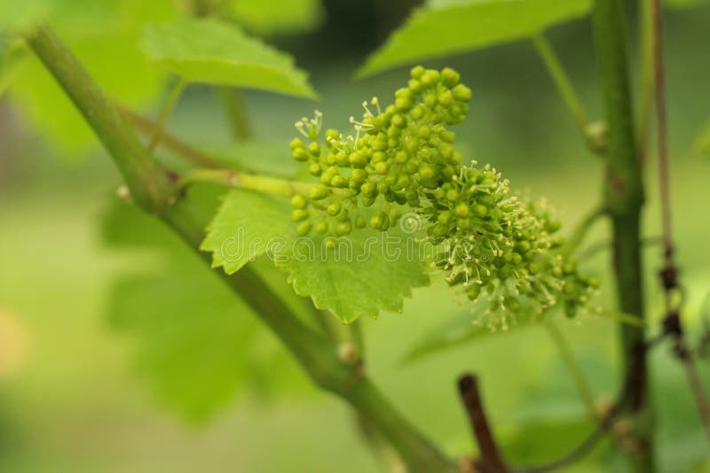 Close-up of Flowering Grape Vine, Grapes Bloom in Summer Day Stock ...