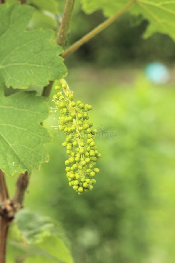 Close-up of Flowering Grape Vine, Grapes Bloom in Summer Day Stock ...