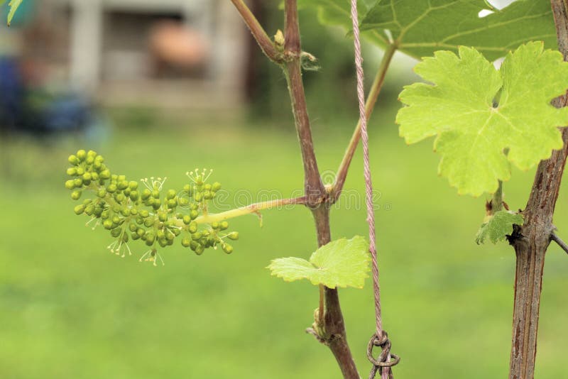 Grape vine in bloom stock image. Image of green, healthy - 55862465