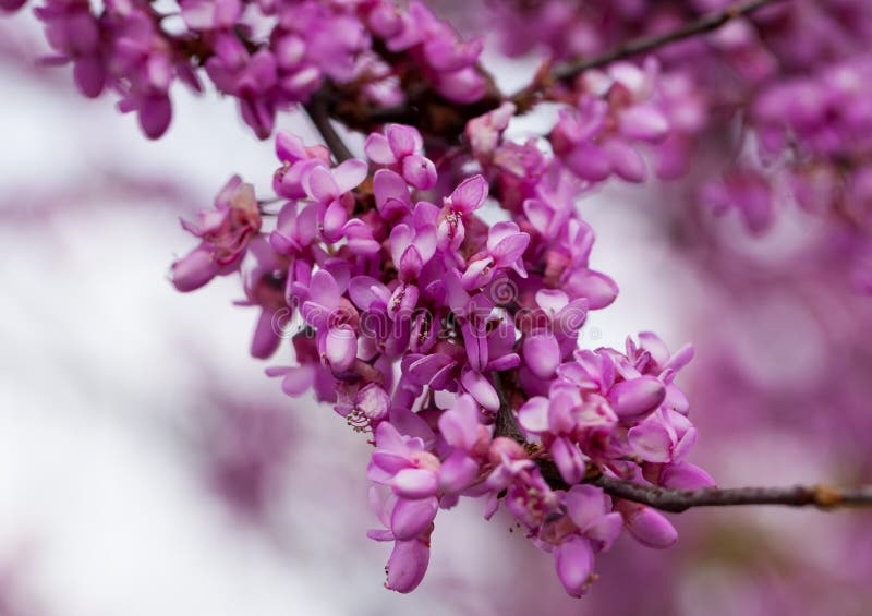 Close Up of Flowering Judas Tree Stock Image - Image of foliage, leaves ...