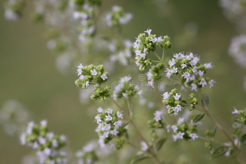 Close-up of Flowering Oregano Stock Photo - Image of leaves, bloom ...