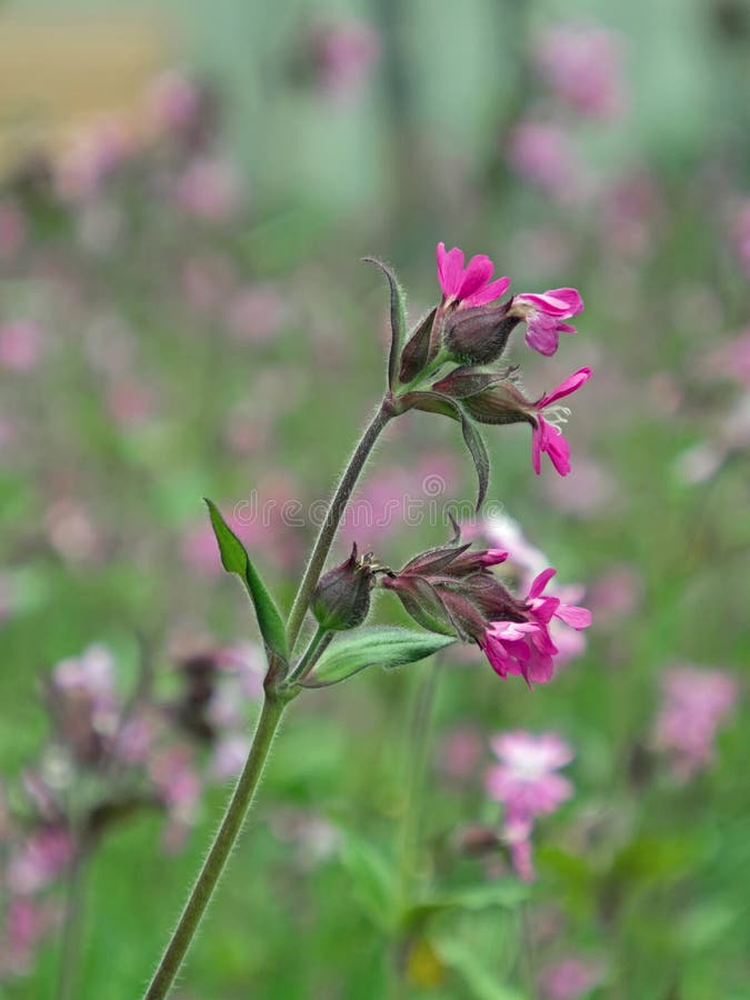 Close-up of a Flowering Red Campion, Silene Dioica Stock Photo - Image ...