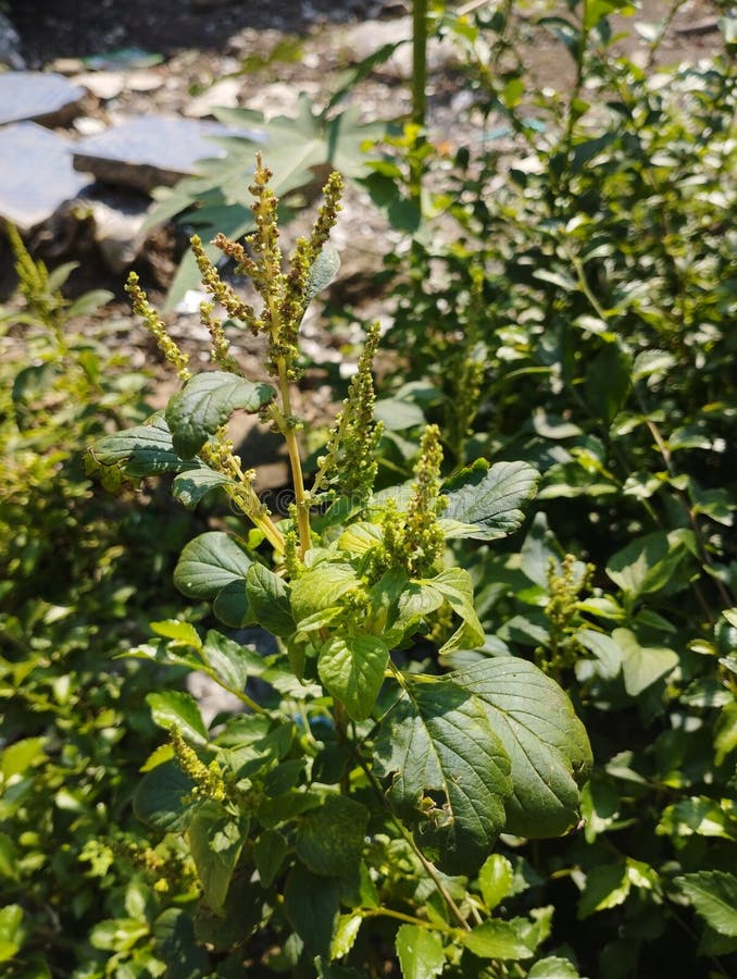 Close Up of Flowering Weed stock photo. Image of blossom - 378166066