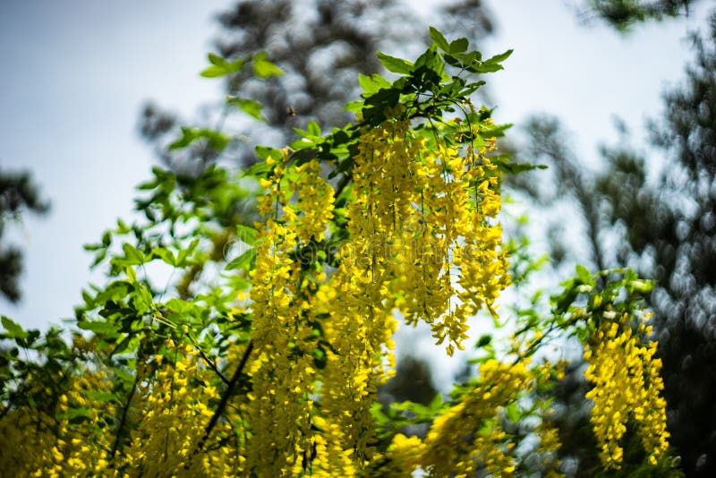 Close Up of Flowering Yellow Acacia Stock Image - Image of summer ...