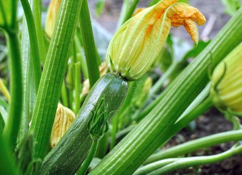 Close-up of Flowering Zucchini Stock Image - Image of leaf ...