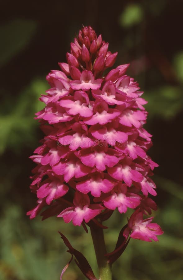 Close Up of the Flowers of the Anacamptis Pyramidalis or Pyramidal ...
