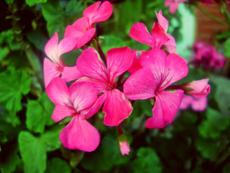 Close up editorial stock photo. Image of pink, beautiful - 92905483