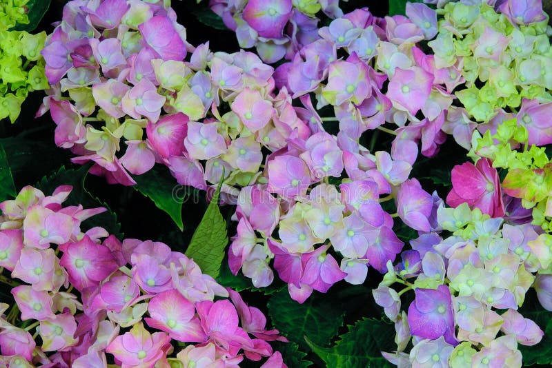 Big-leaf hydrangea stock photo. Image of flower, garden - 187705372