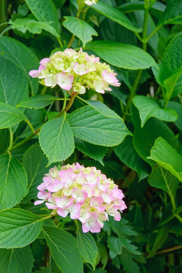 Big leaf hydrangea flowers stock photo. Image of flower - 118392036