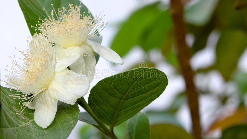 Close-up Flowers Bloom from Guava Trees Stock Video - Video of rose ...