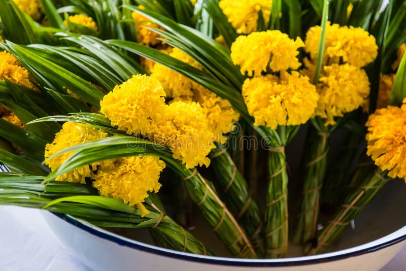 Close-up Flowers Blooming. Group of Vibrant Colorful Flowers Blooming ...