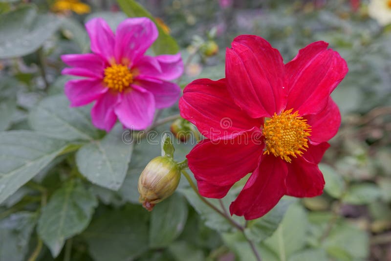 Compositae flowers stock image. Image of blossom, feverfew - 101739143