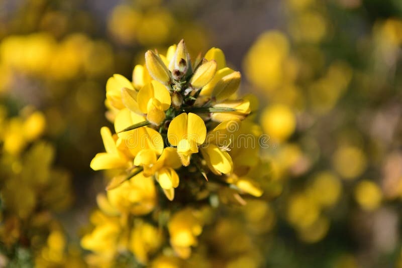 Gorse bush ulex stock photo. Image of common, nature - 144140476