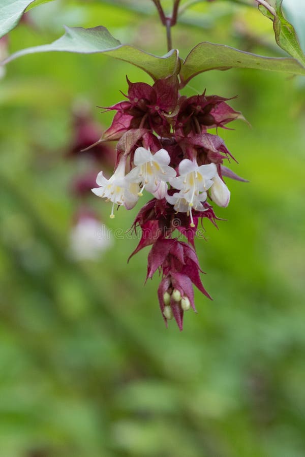 Himalayan Honeysuckle Leycesteria Formosa Stock Image - Image of pink ...